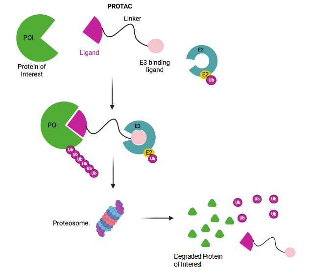 Anti-apoptotic PROTACs in Cancer Therapy: A Review - European Society of Medicine
