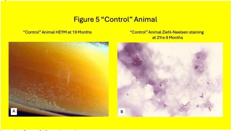 Comparison of Classical vs. Modern Mycobacterial Detection - European ...