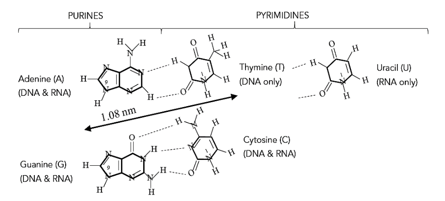 COVID Post-Infection Therapy: Methods and Mechanisms - European Society ...