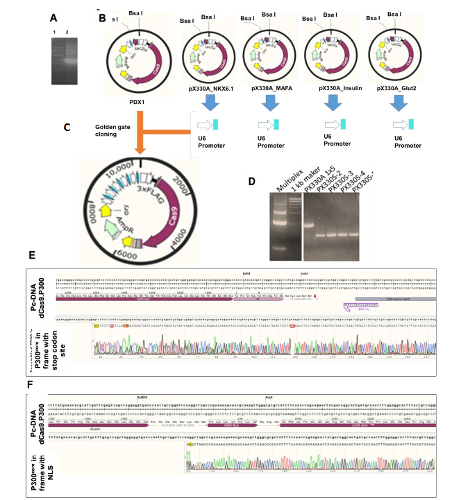 Direct Epigenetic Reprogramming of Somatic Cells to Insulin Cells ...
