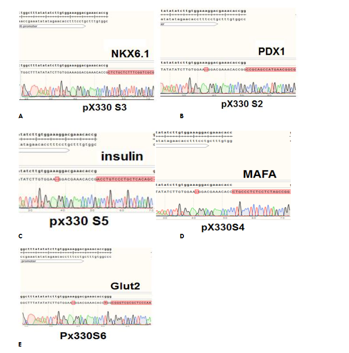 Direct Epigenetic Reprogramming of Somatic Cells to Insulin Cells ...