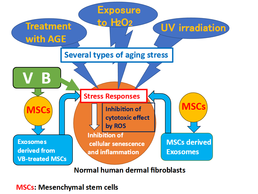Enhancing Skin Cell Aging Resistance with Polyoxometalates - European ...