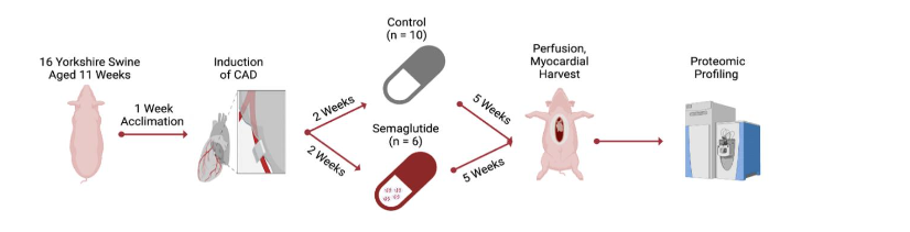 GLP-1 Agonism Enhances Myocardial Metabolism in CAD - European Society ...