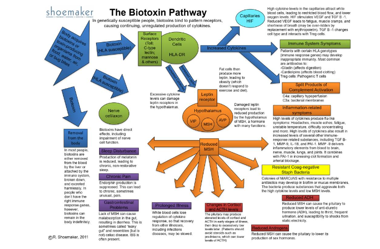 Health Effects of Water-Damaged Buildings: A Review - European Society ...