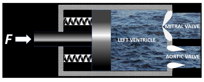 Inertia-Driven Mitral and Aortic Valves: The Isovolumic Myth - European ...