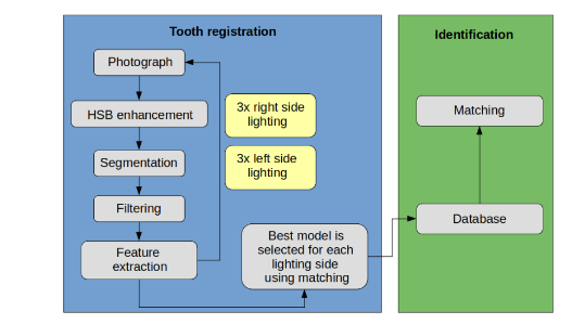Personal Identification via Hunter-Schreger Bands in Enamel - European ...