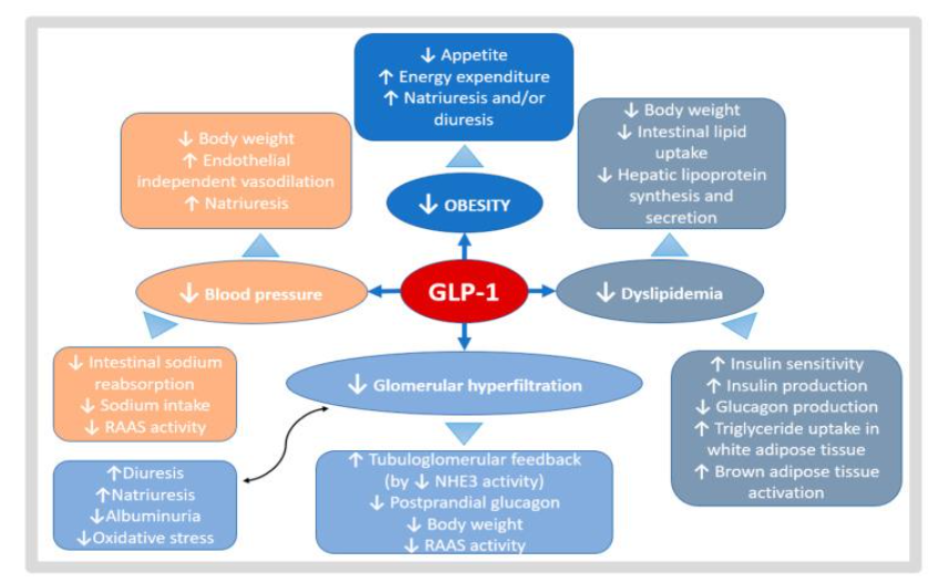 Role of GLP-1 Agonists & SGLT-2 Inhibitors in Kidney Care - European ...